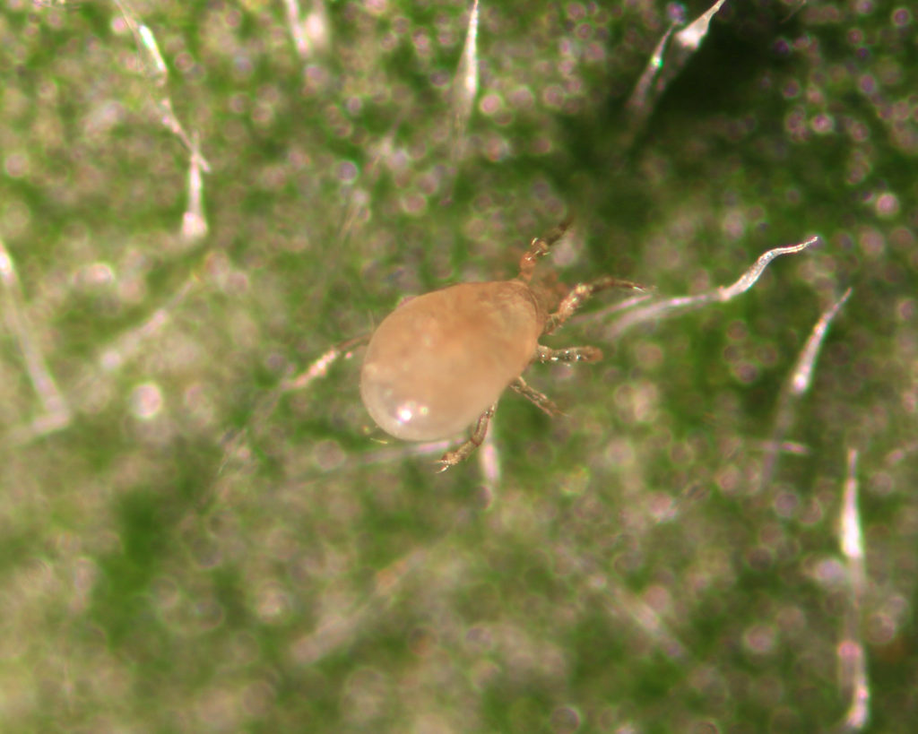 Typhlodromips swirskii (Amblyseius swirskii) i strø 50.000 (1 liter ...